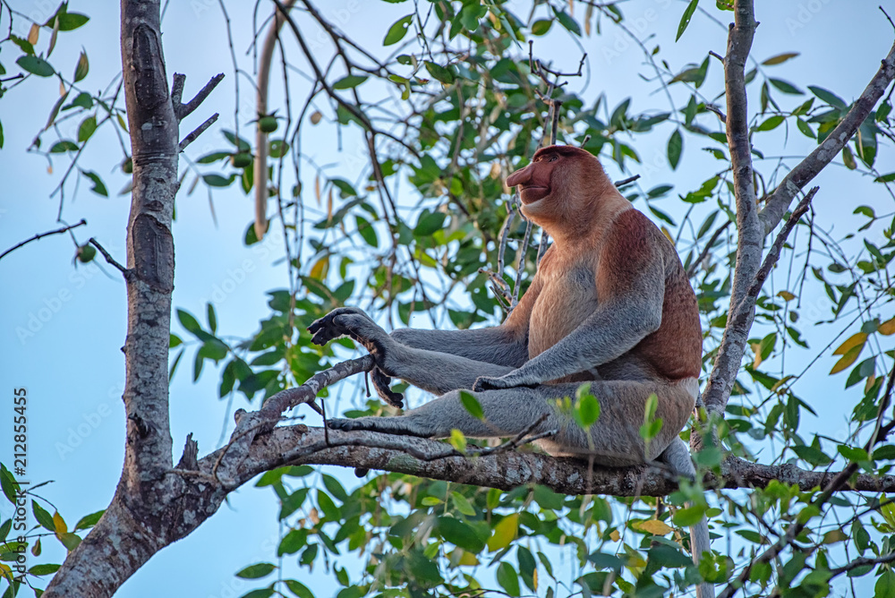 Proboscis monkey (Nasalis larvatus) - long-nosed monkey (dutch monkey ...