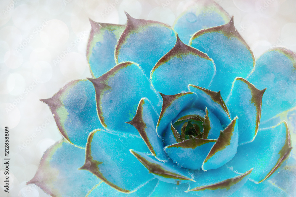 Bright green-blue cactus succulent on soft light gentle focus ...