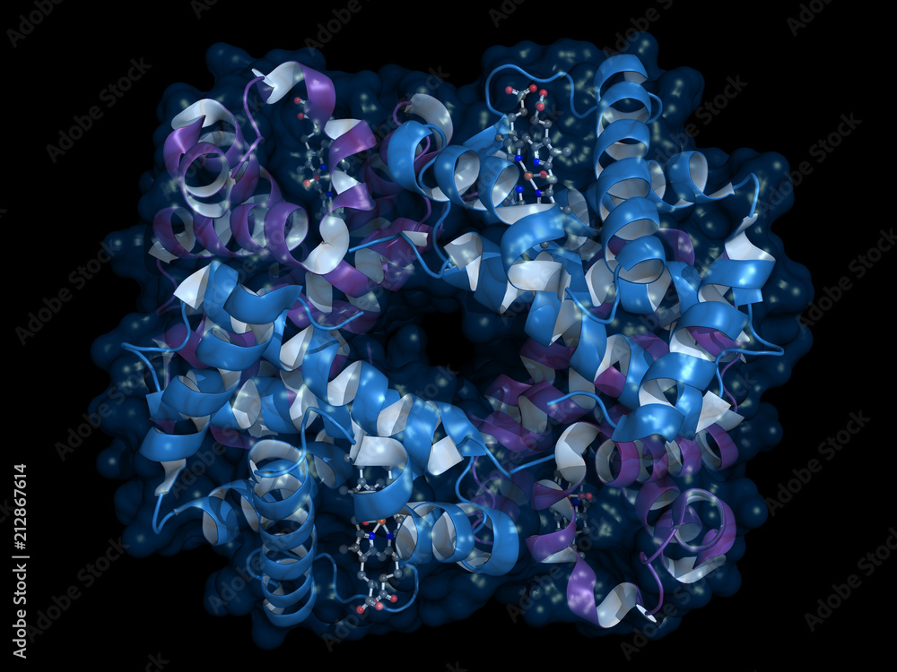 Human hemoglobin in its oxy- state. Cartoon model, heme molecules shown ...