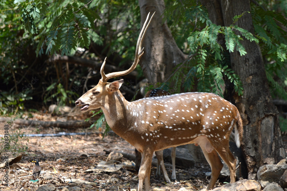 Chital Deer Antlers