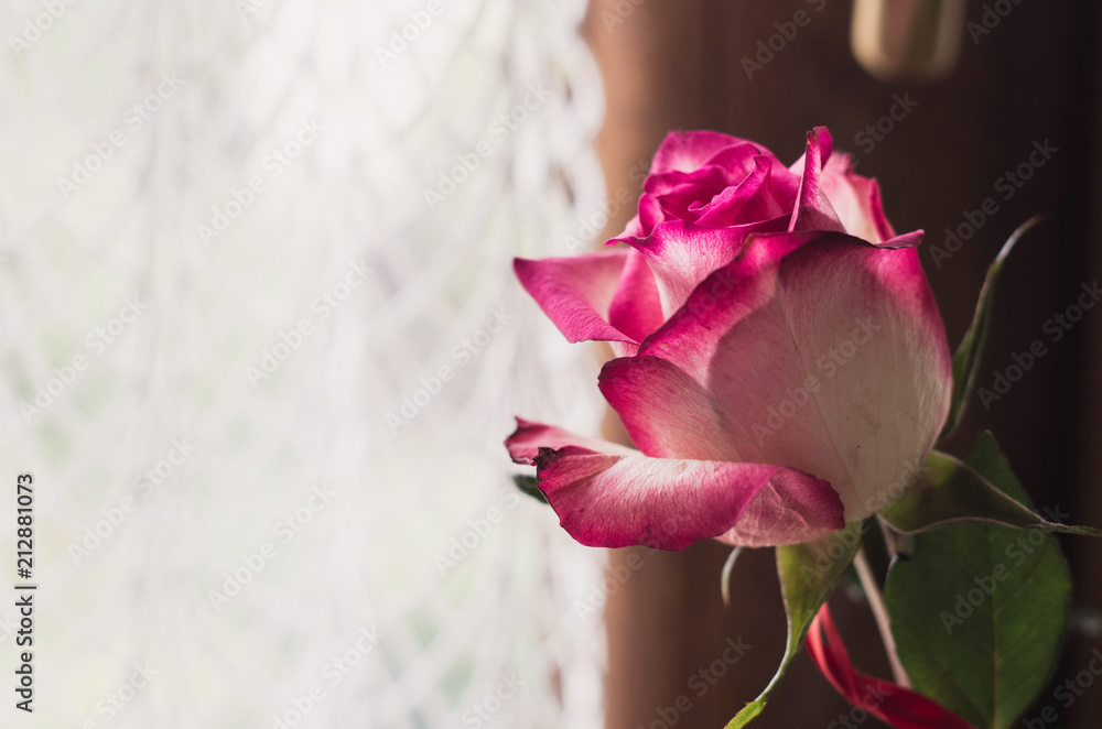 Pink rose flower next to window Stock Photo | Adobe Stock