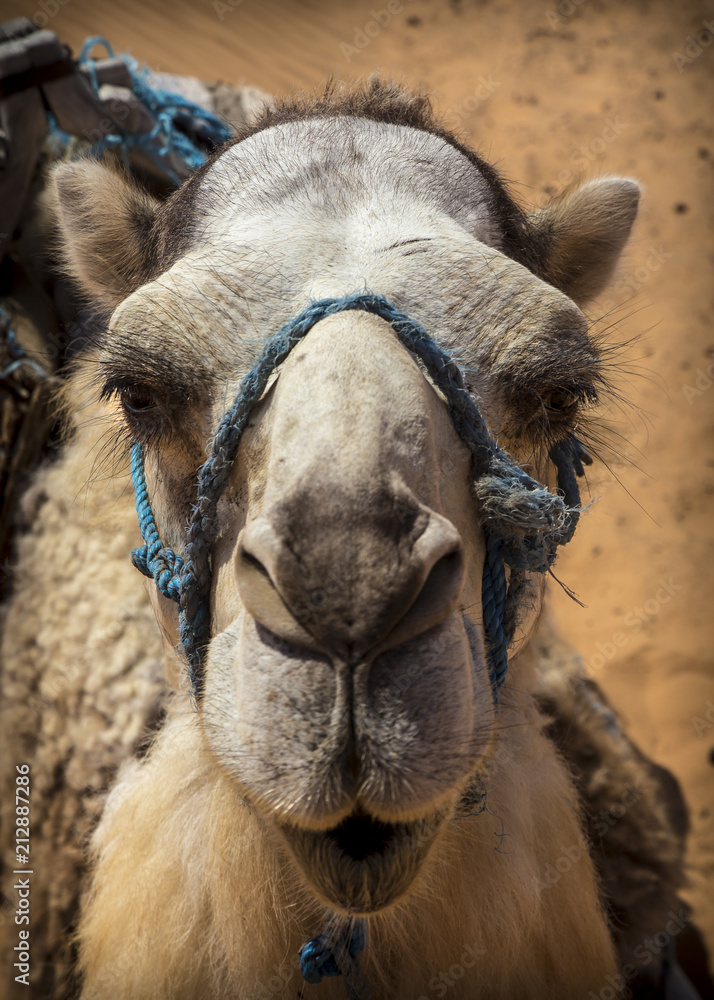 Camel Eyes