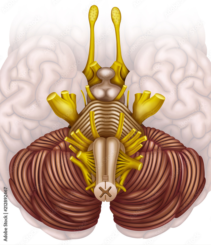 Schematic and descriptive illustration of the human brain stem. Stock ...