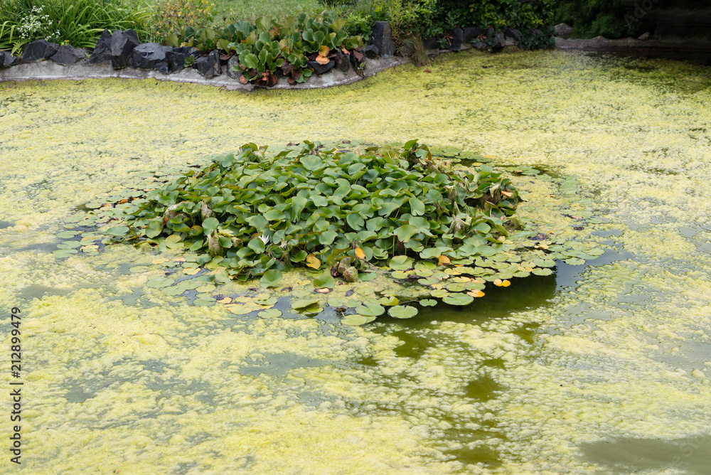 Cyanobacteria blue-green algae bloom infection growing in pond lake ...