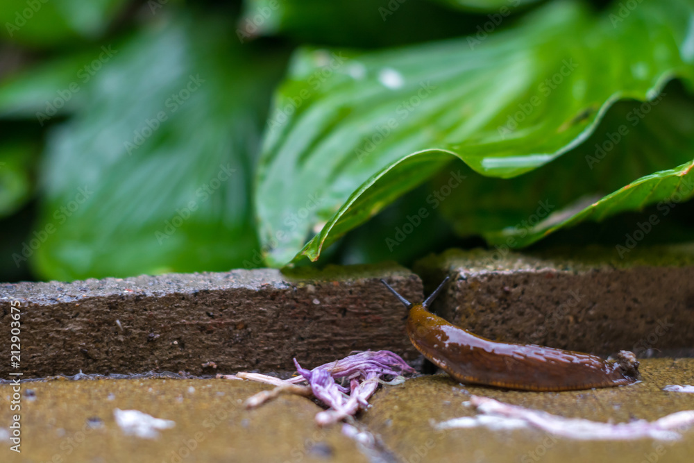 the brown slug crawls on the wet paving slab in the rain in search of a ...