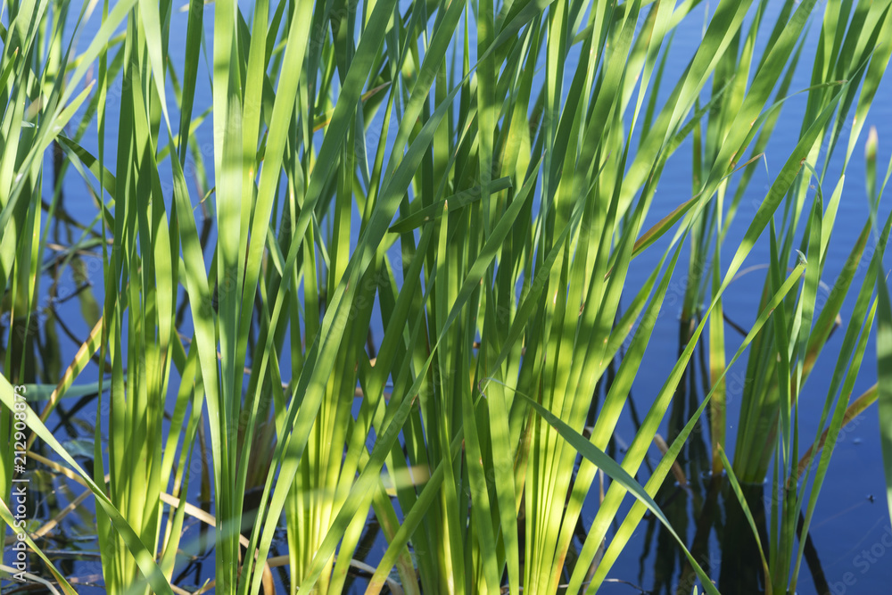 Typha latifolia, Common Bulrush, Broadleaf Cattail, Common Cattail ...