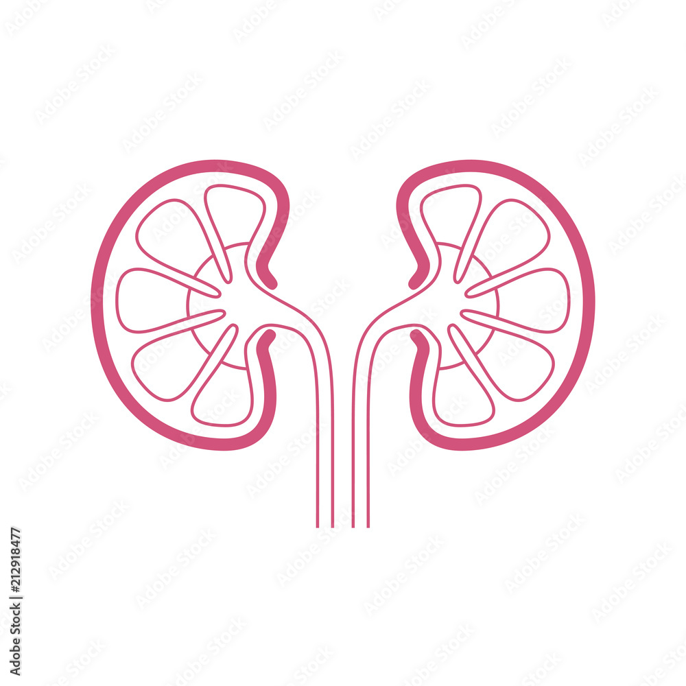 Kidneys human organ icon. Sign human kidneys. Kidneys symbol isolated ...