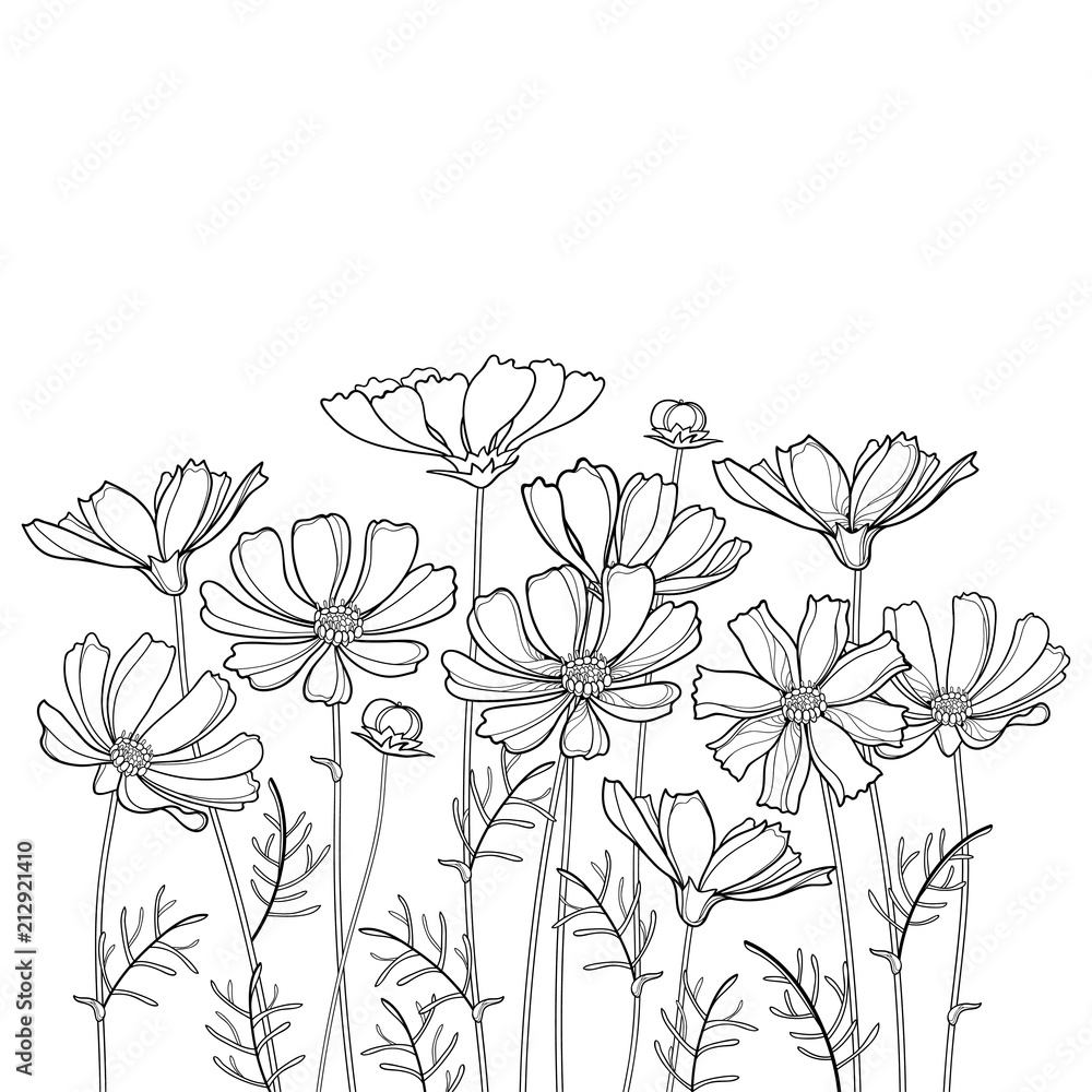 Vector bouquet with outline Cosmos or Cosmea flower bunch, ornate leaf ...