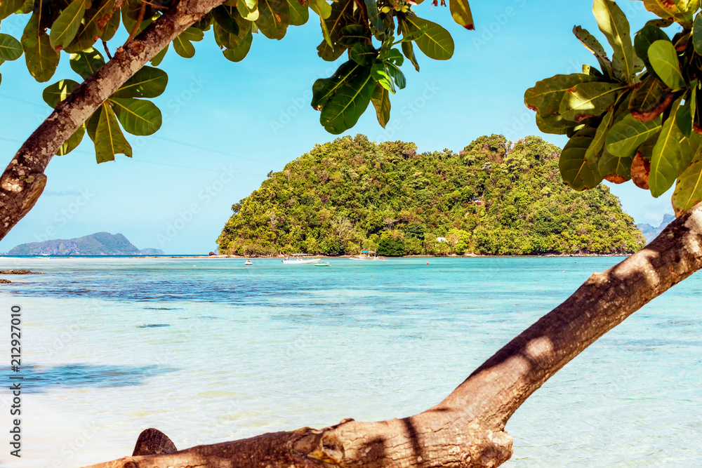 Ficus tree with blue sky background on a sandy beach in the Philippines ...