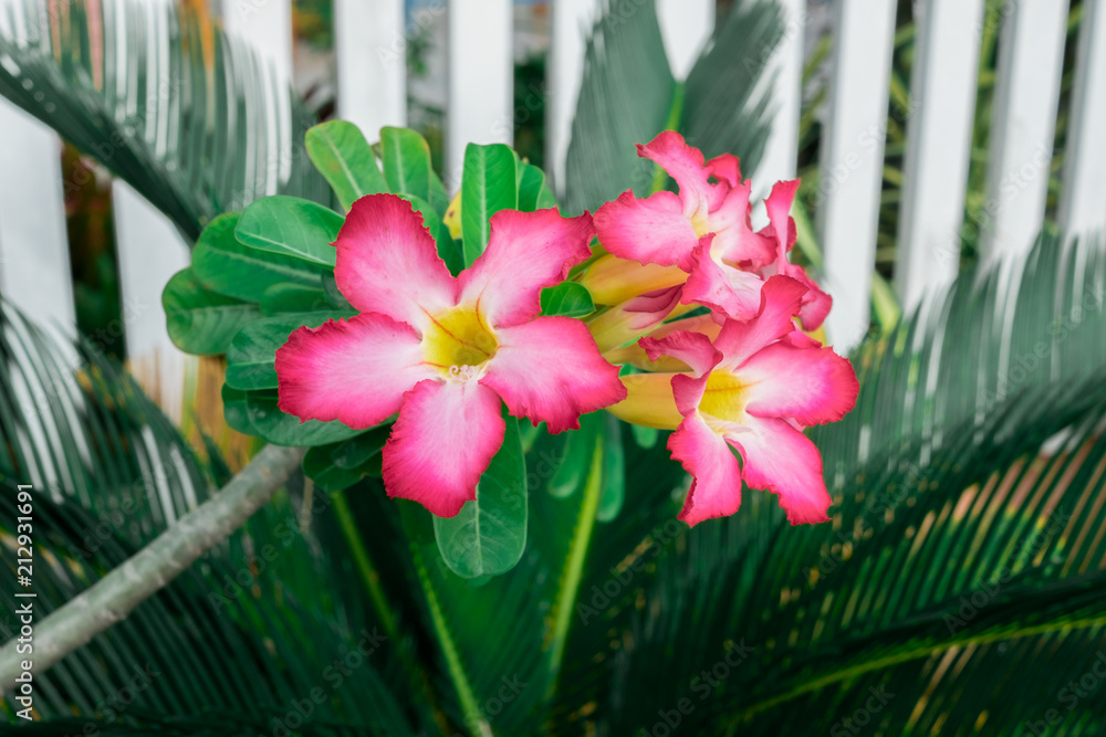 "Adenium" is the name of a colorful plant of beautiful flowers. or ...