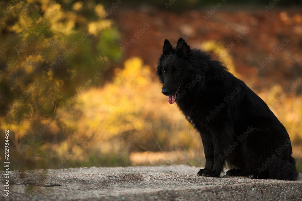 big black long haired dog breed Belgian shepherd for a walk Stock Photo ...