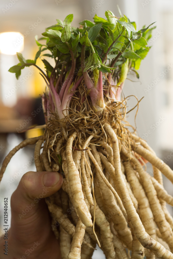 Parsnip Root
