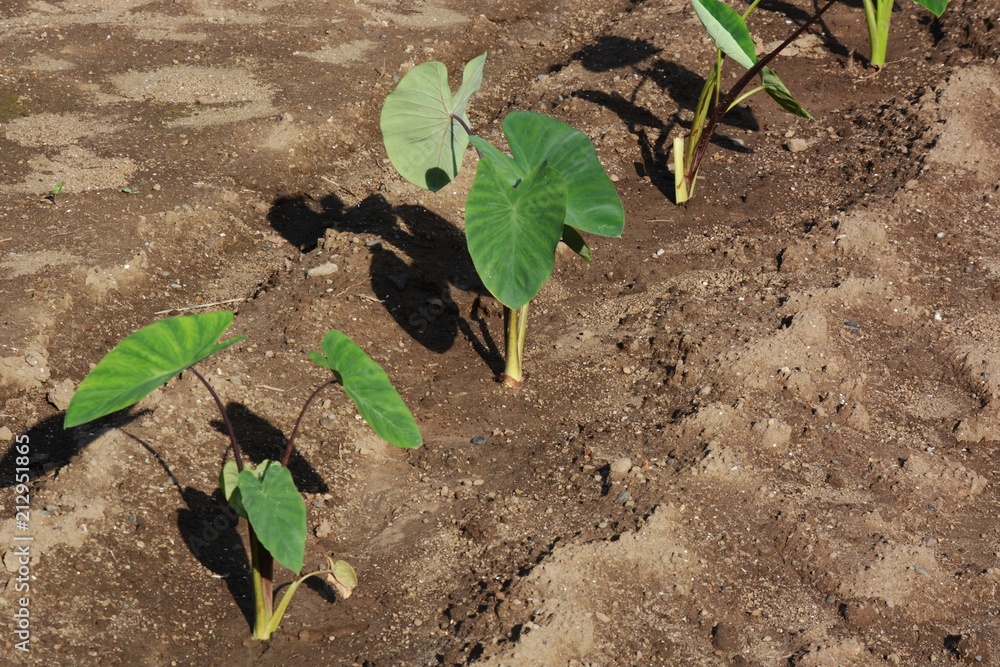 Taro cultivation Stock Photo | Adobe Stock