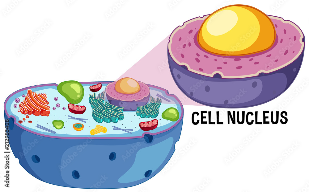 Animal Cell Nucleus on White Background Stock Vector | Adobe Stock