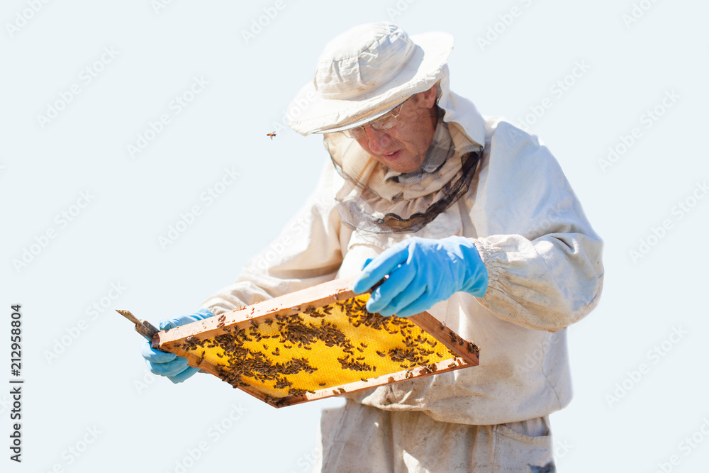 Beekeeper is working with bees and beehives on the apiary. Beekeeper on ...