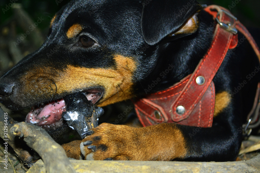 Doberman Pinscher And Rottweiler