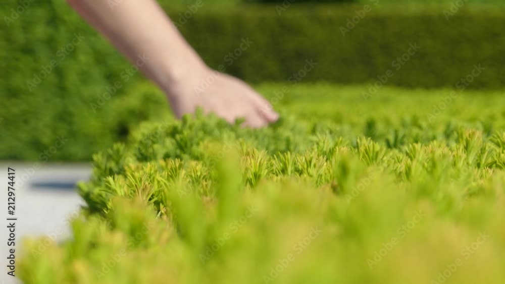 The female hand touches the tops of the lawn, the cut bushes in the ...