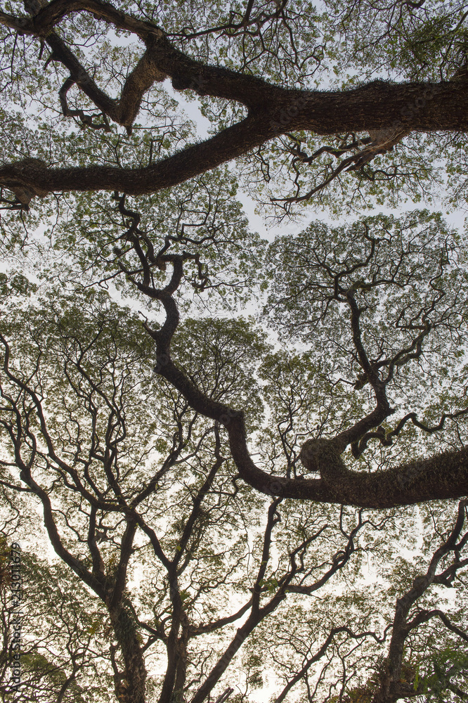 Raintree (Samanea saman), Kochi, Cochin, Kerala, India, Asia Stock ...