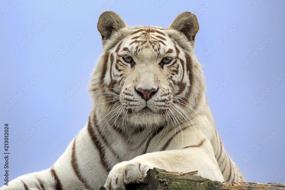 Bengal Tiger (Panthera tigris tigris), white form, adult, native in ...