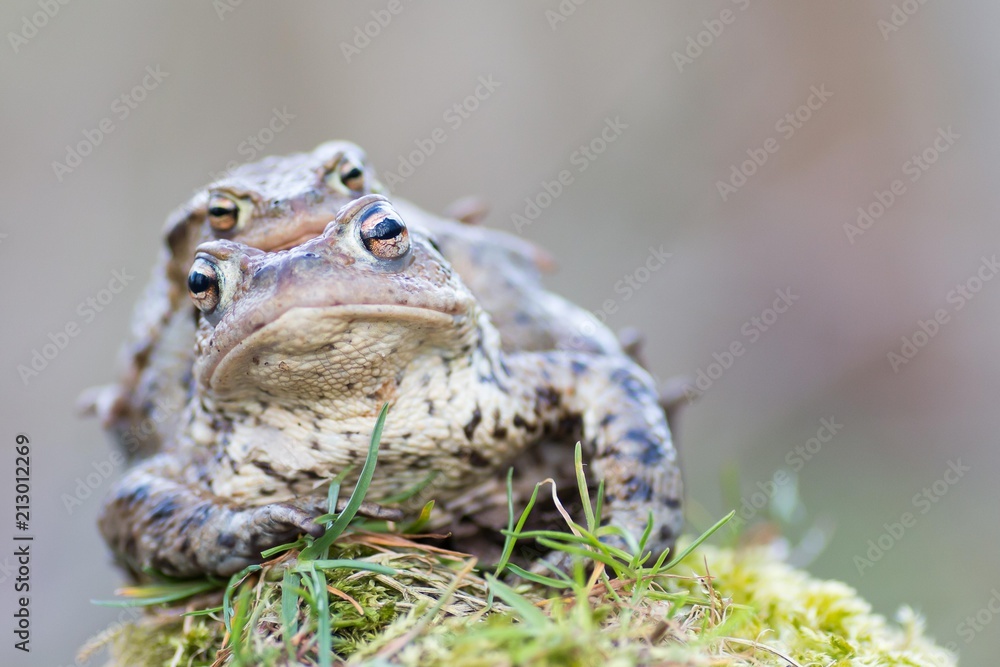 Common toads (bufo Bufu) migrating, Hesse, Germany, Europe Stock Photo ...
