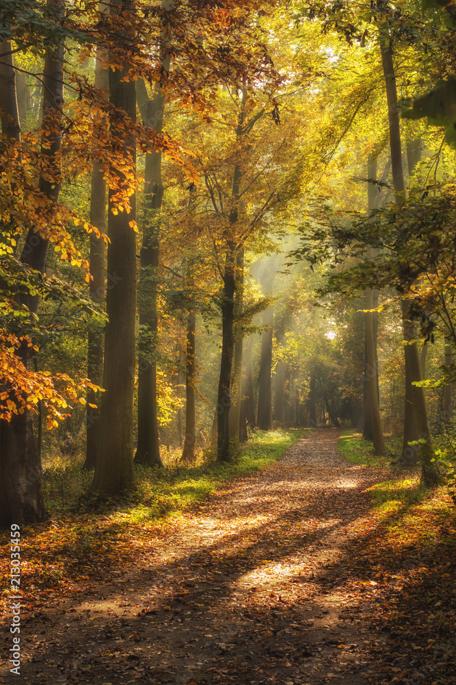 Typical Dutch forest landscape in autumn with soft sunlight in ...