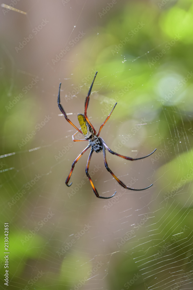 Red-legged Golden Orb-web Spider - Nephila inaurata, beautiful colored ...