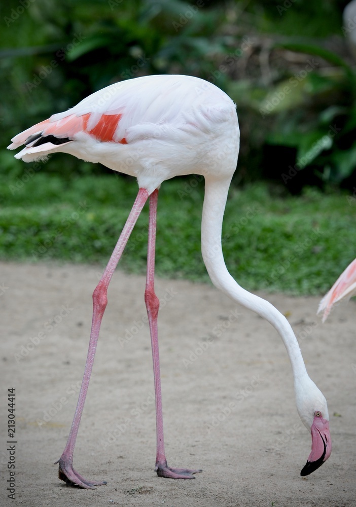 Portrait of Pink flamingo’s hade and water drop, flamingo have a ...
