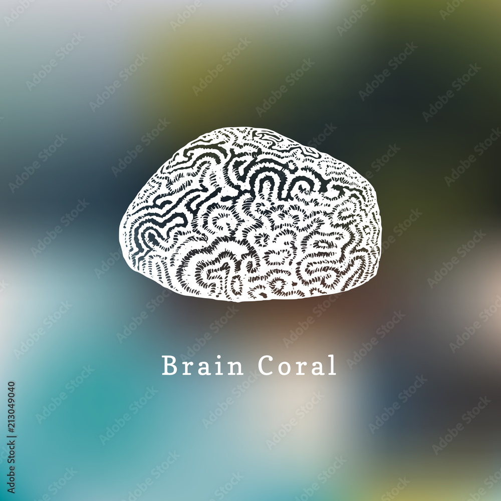 Brain coral vector illustration.Drawing of sea polyp on blurred ...