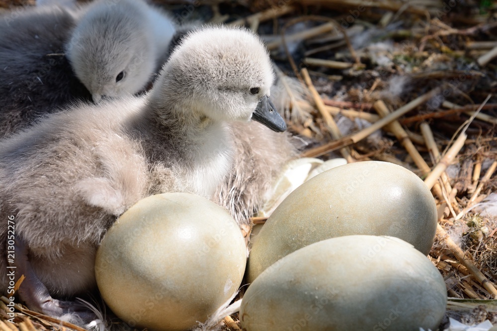 Baby Swans Hatching