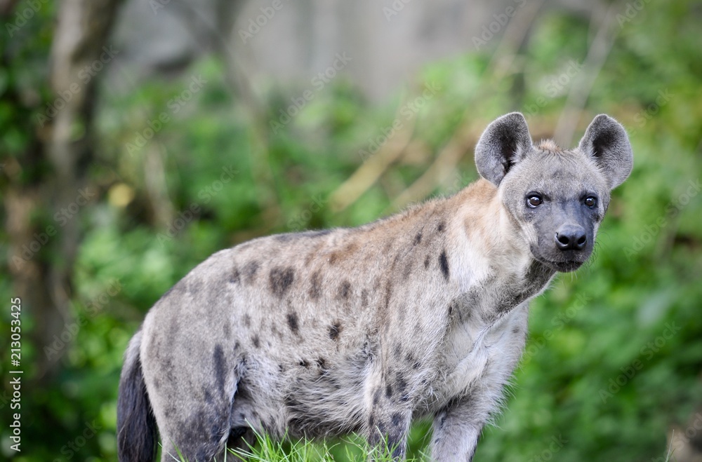 Spotted hyena (Crocuta crocuta), also known as the laughing hyena close ...