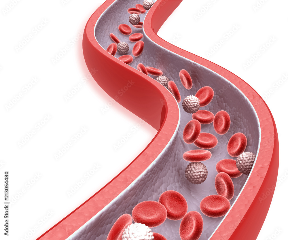 Blood cells in an artery Stock Illustration | Adobe Stock