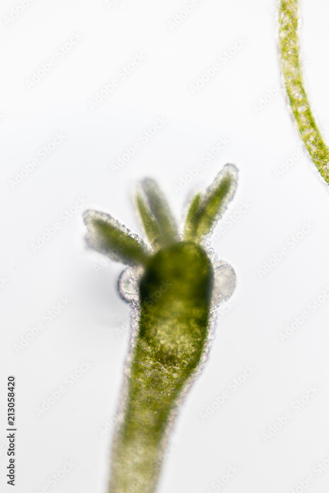 Hydra is a genus of small, fresh-water animals of the phylum Cnidaria ...