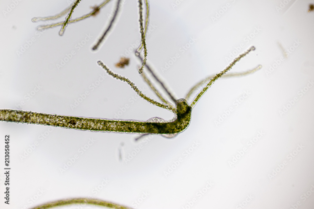 Hydra is a genus of small, fresh-water animals of the phylum Cnidaria ...