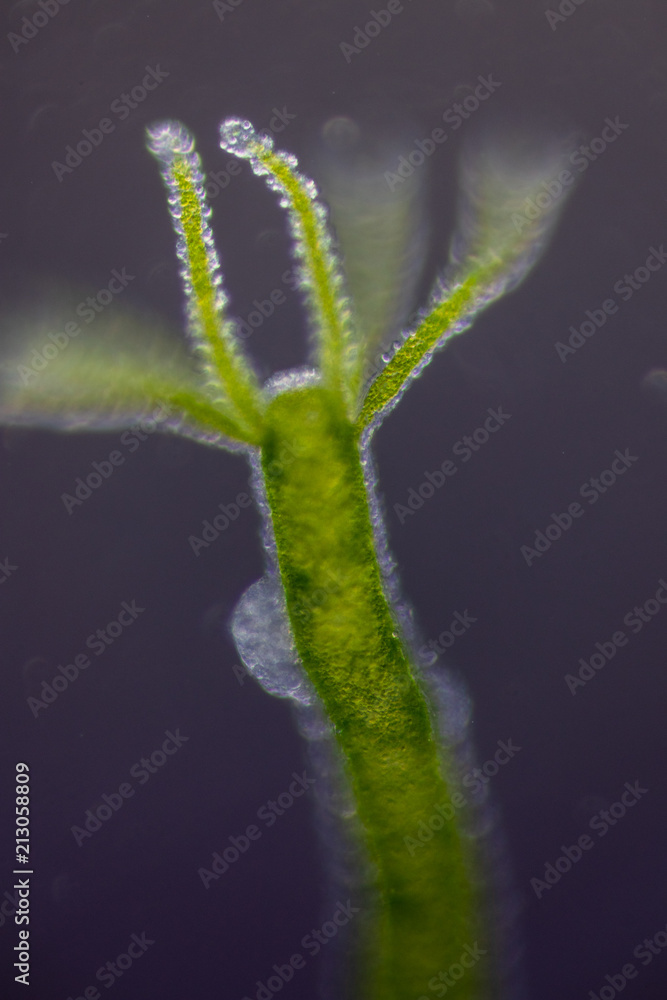 Phylum Cnidaria Hydra