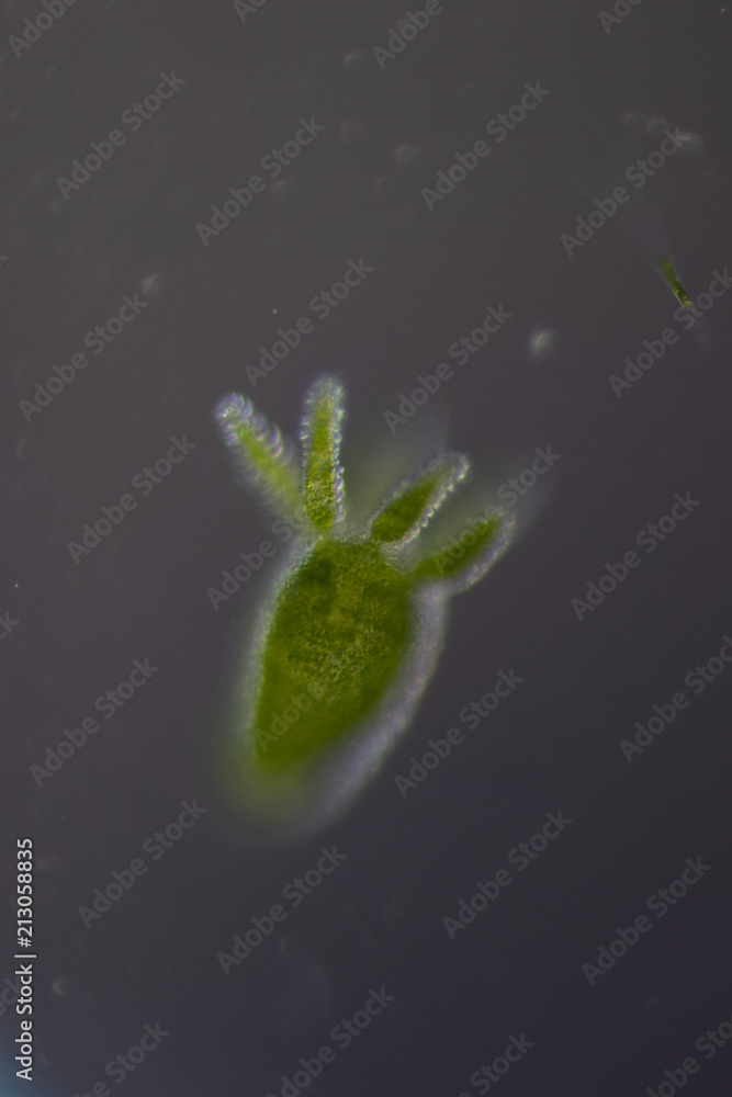 Hydra is a genus of small, fresh-water animals of the phylum Cnidaria ...
