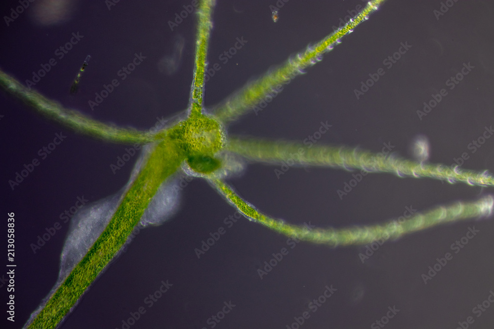 Hydra Under Microscope