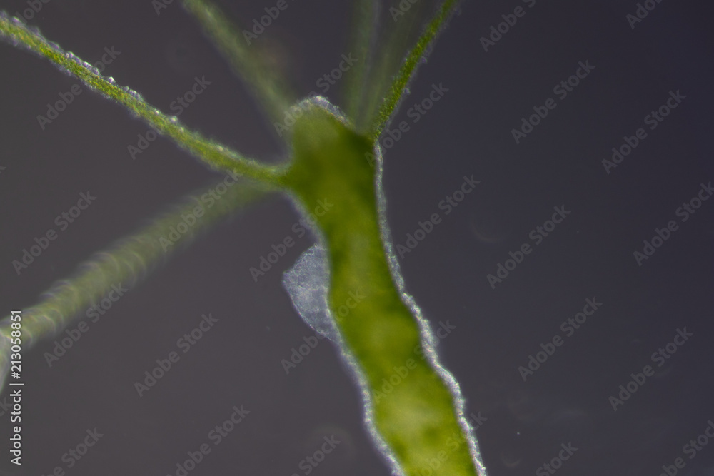 Hydra is a genus of small, fresh-water animals of the phylum Cnidaria ...