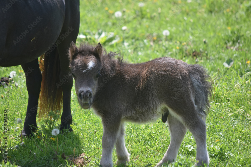 Baby Mini Pony