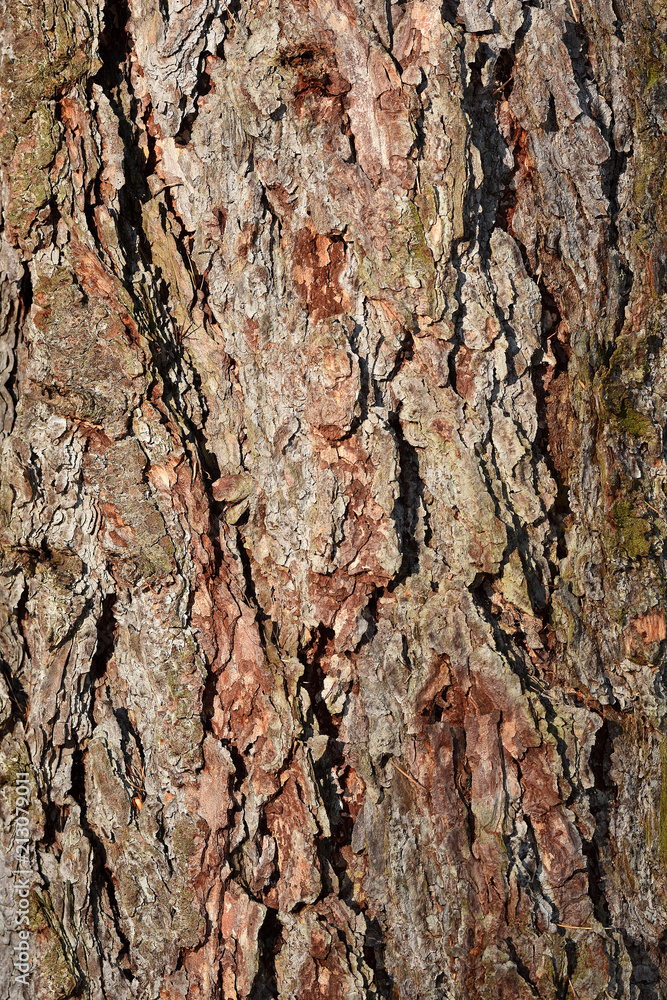 Foto Stock Laerche; Europäische Laerche; Larix decidua; Rinde; Borke ...