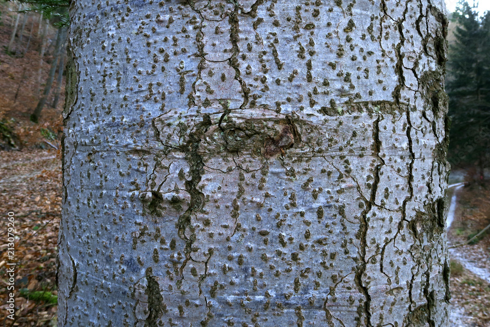 Weißtanne; Borke; Rinde; abies alba Stock Photo | Adobe Stock