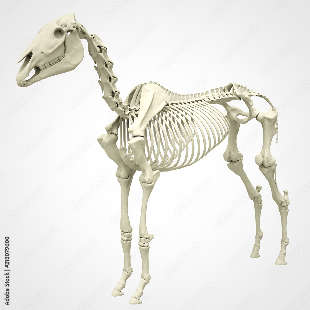 Horse Skeleton Anatomy - isolated on white. 3d rendering Stock ...