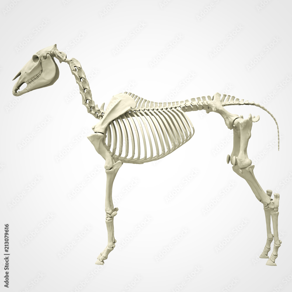 Horse Skeleton Anatomy - isolated on white. 3d rendering Ilustrasi Stok ...