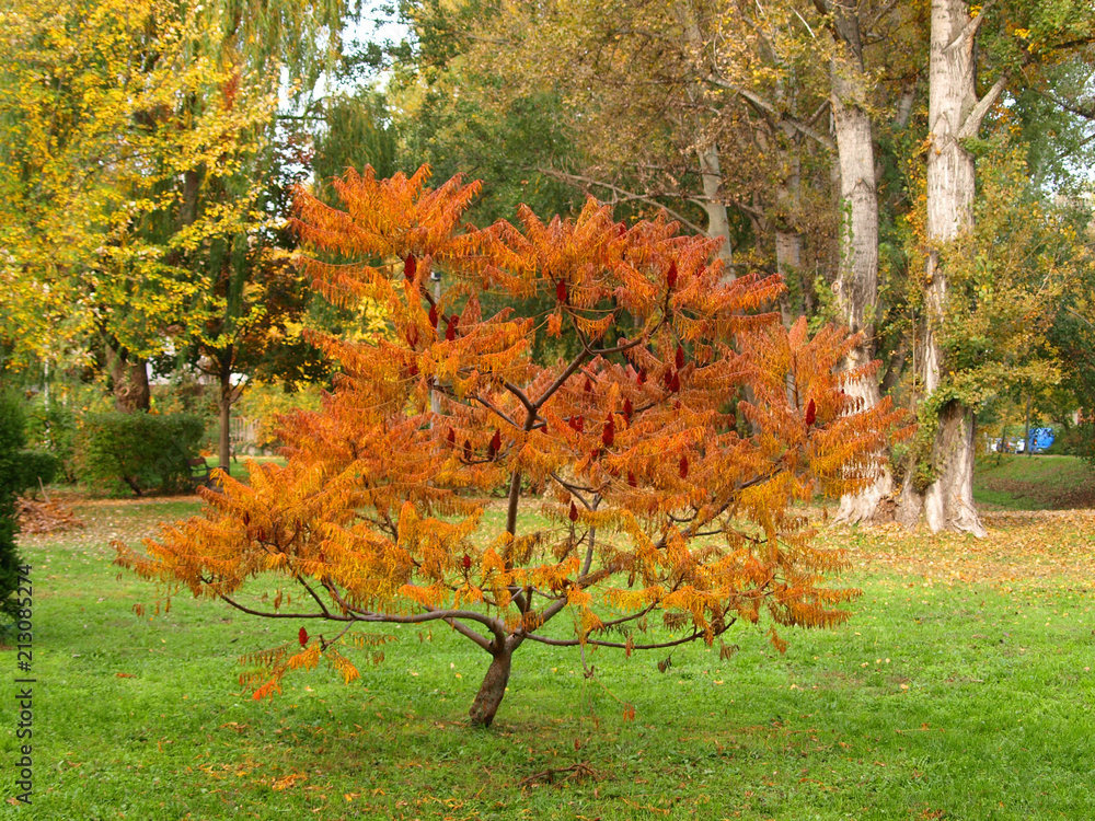 Cut-leaves staghorn sumac in autumn. Also known as Rhus typhina ...