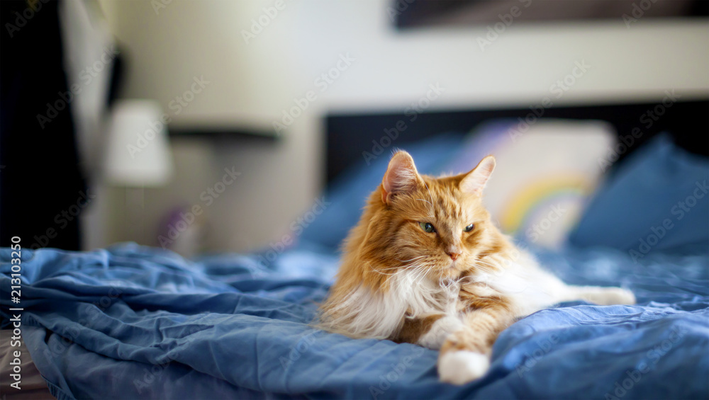 Pissed Off Cats Dressed Up