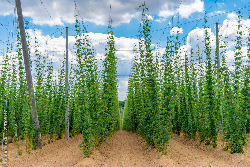 Hopfen, Hopfenfeld, blauer Himmel und Sonne, Stock-Foto | Adobe Stock