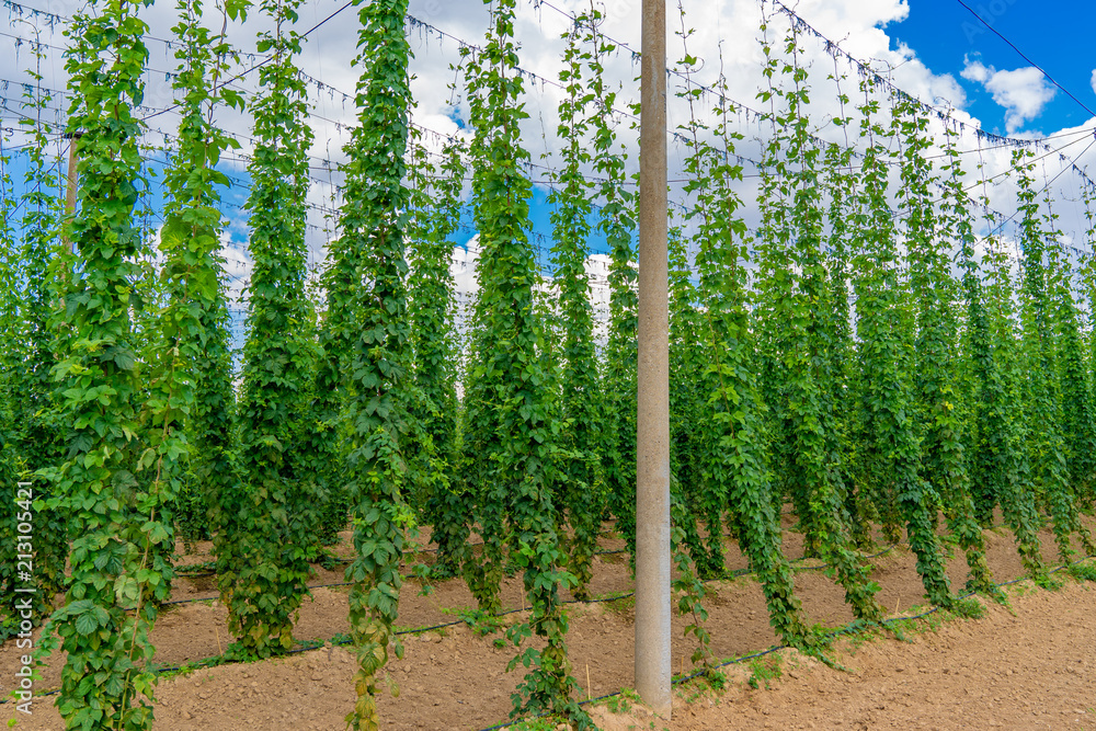 Hopfen, Hopfenfeld, blauer Himmel und Sonne, Stock-Foto | Adobe Stock