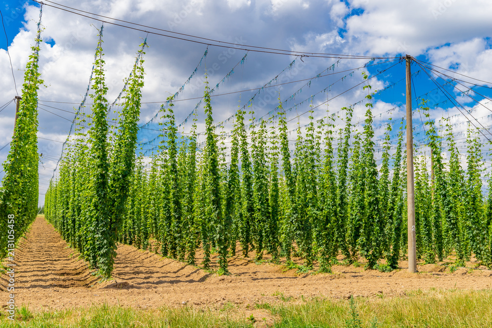Hopfen, Hopfenfeld, blauer Himmel und Sonne, Stock Photo | Adobe Stock