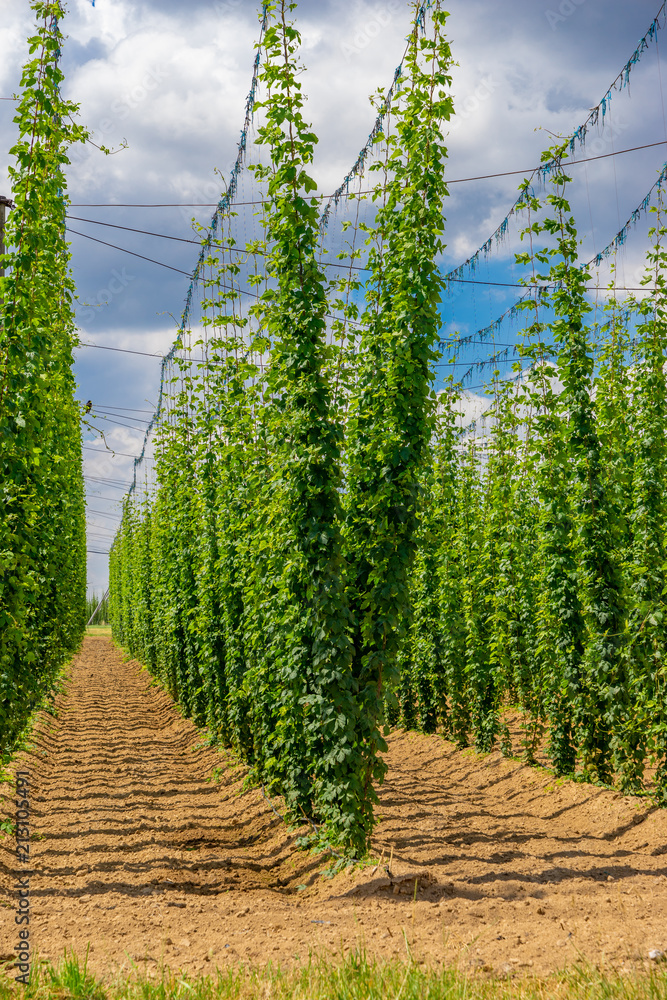 Hopfen, Hopfenfeld, blauer Himmel und Sonne, Stock-Foto | Adobe Stock
