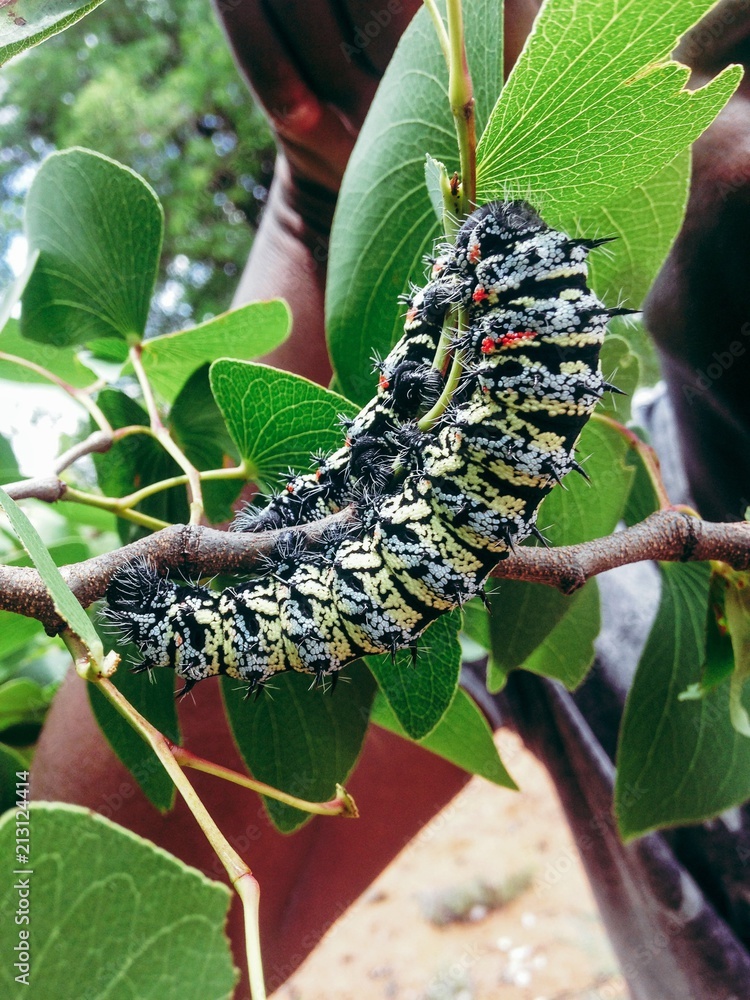 Mopani worms South Africa Stock Photo | Adobe Stock