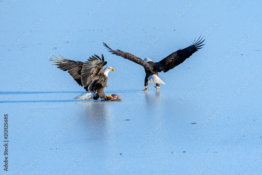 Bald Eagles (Haliaeetus leucocephalus) fighting for salmon on the ...